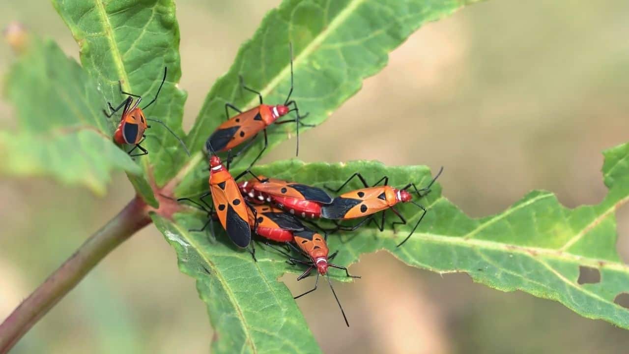 Antiparassitario potente e gratuito: elimina ogni insetto dalle piante ...