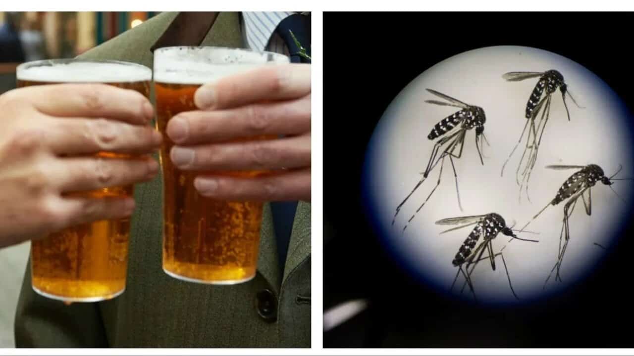 Birra e zanzare. Ecco perché sei il loro bersaglio preferito - Ultimora ...